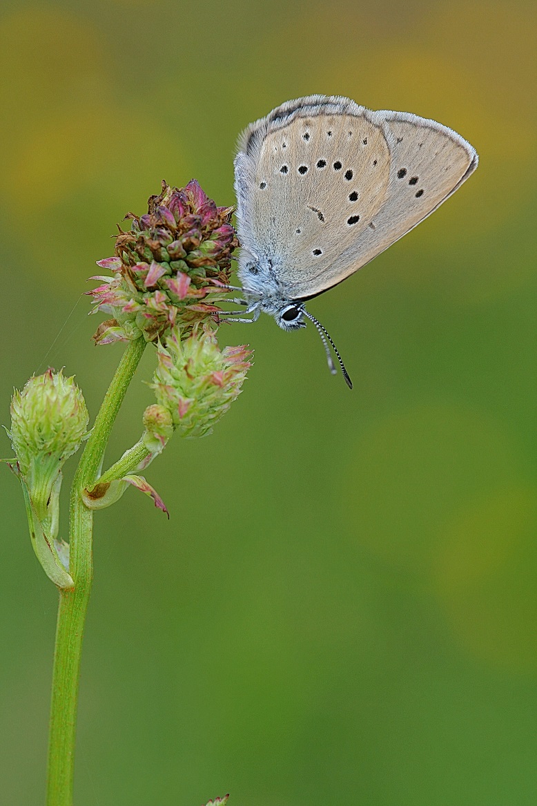 Bezkręgowce - Karkonoski Park Narodowy